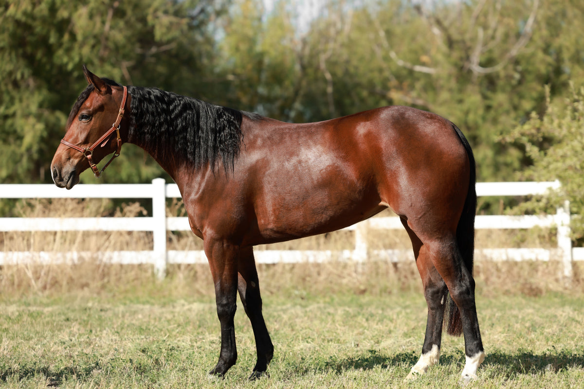 "Lil Red Rising Hood" 2022 Bay Filly – Double Down Horse Ranch
