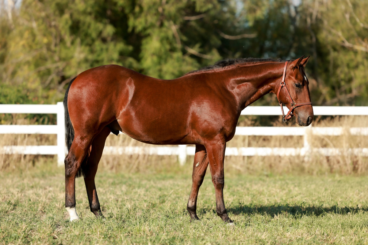 "Duel For The Dough" 2023 Bay Stud Colt – Double Down Horse Ranch